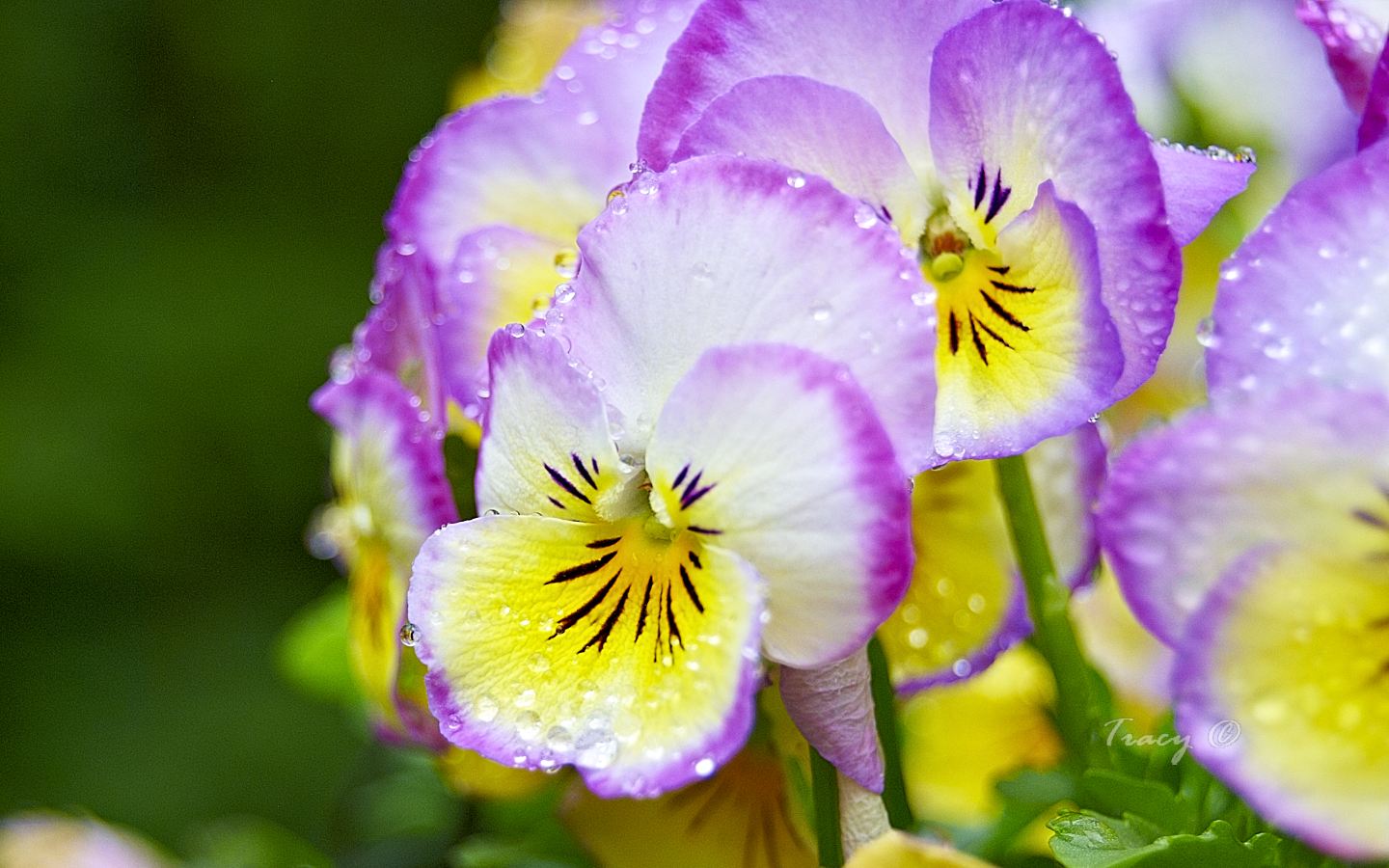 Pansy Images Pansies, scientifically known as Viola tricolor, have a ...