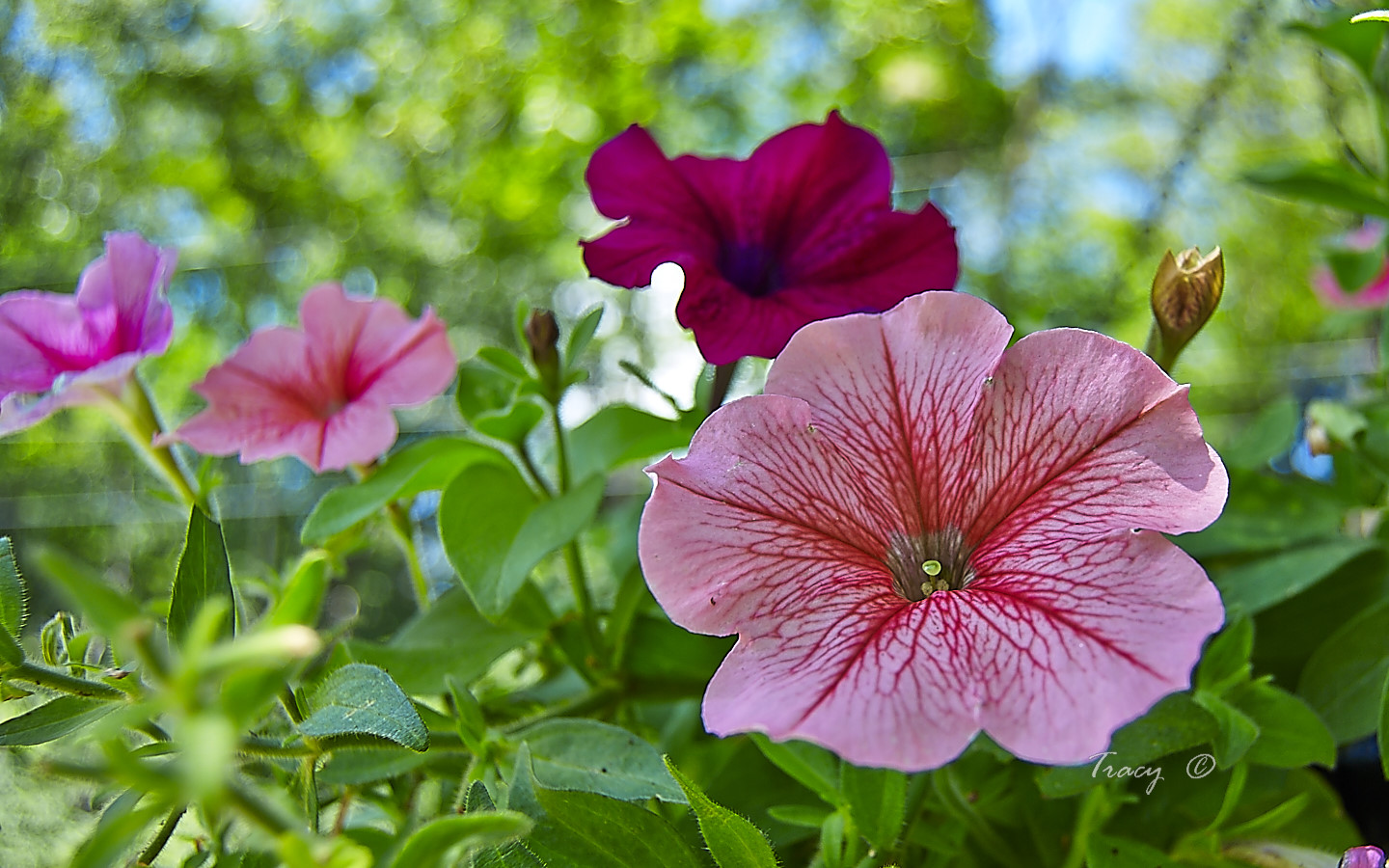 Petunia Images The petunia flower, scientifically known as Petunia x ...